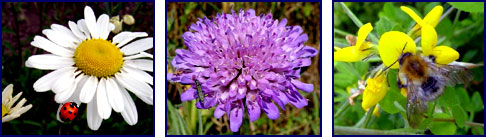 EcoSeeds ~ Planting Wildflowers for Biodiversity – Eco-Congregation Ireland