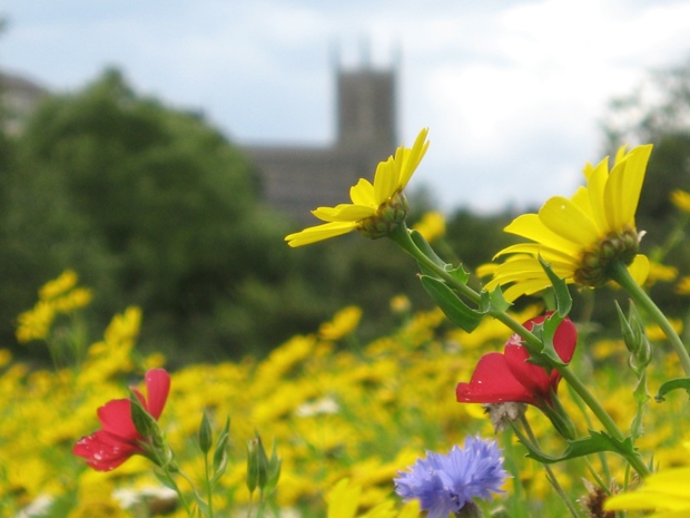 EcoSeeds ~ Planting Wildflowers for Biodiversity – Eco-Congregation Ireland
